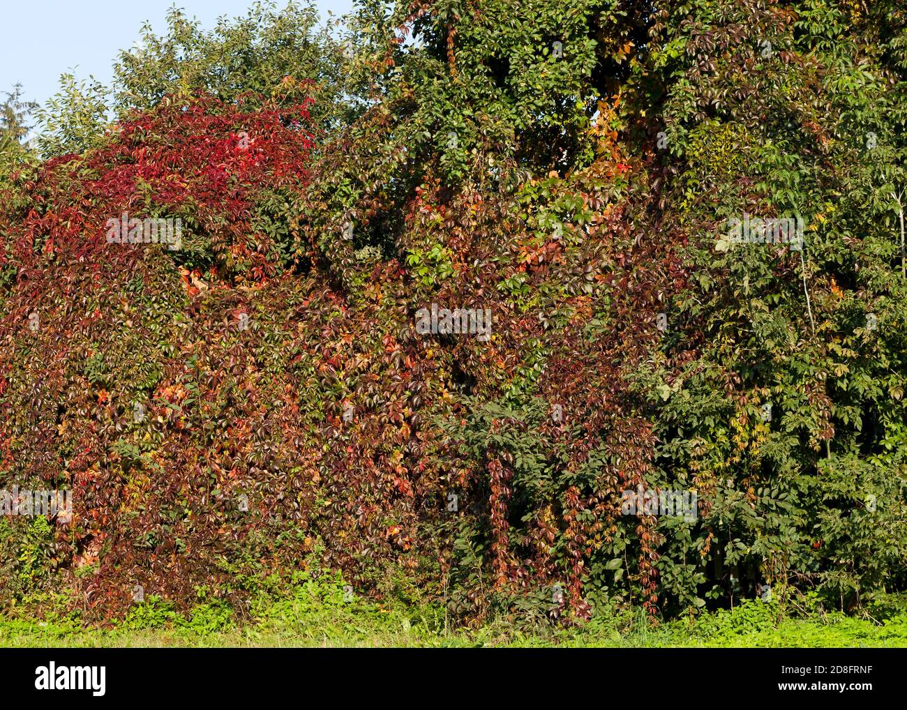 autumn tree with foliage changed color in the autumn season Stock Photo ...