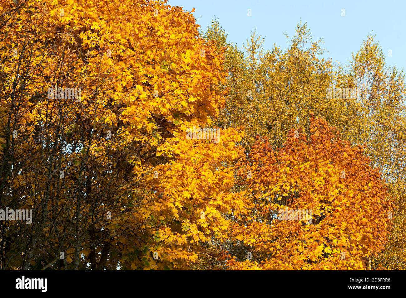 landscape of deciduous trees in the autumn season Stock Photo - Alamy