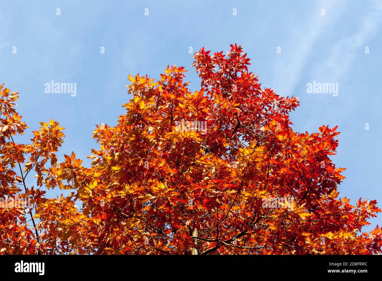 deciduous trees oak in the forest or in the Park Stock Photo - Alamy