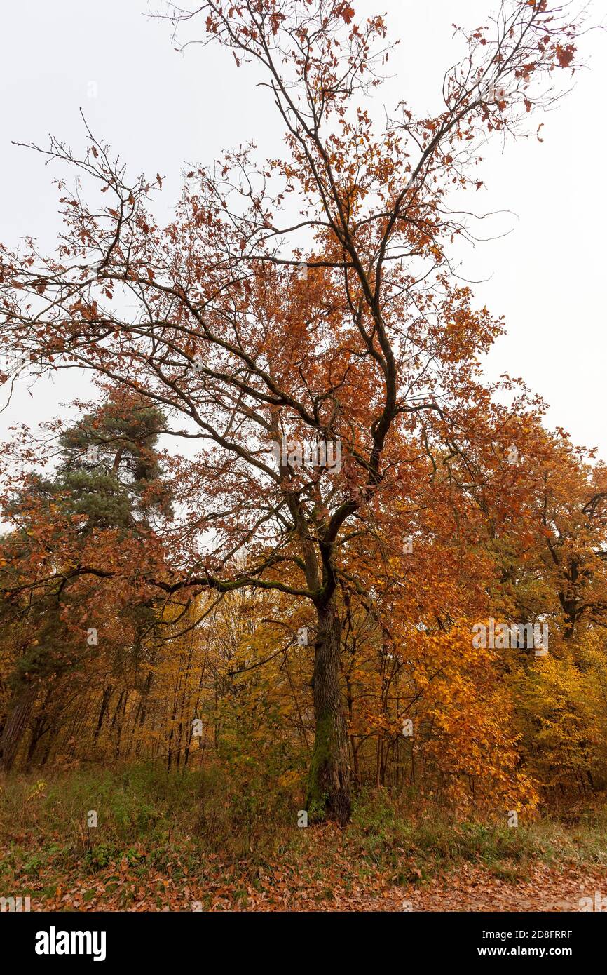 landscape of deciduous trees in the autumn season Stock Photo - Alamy