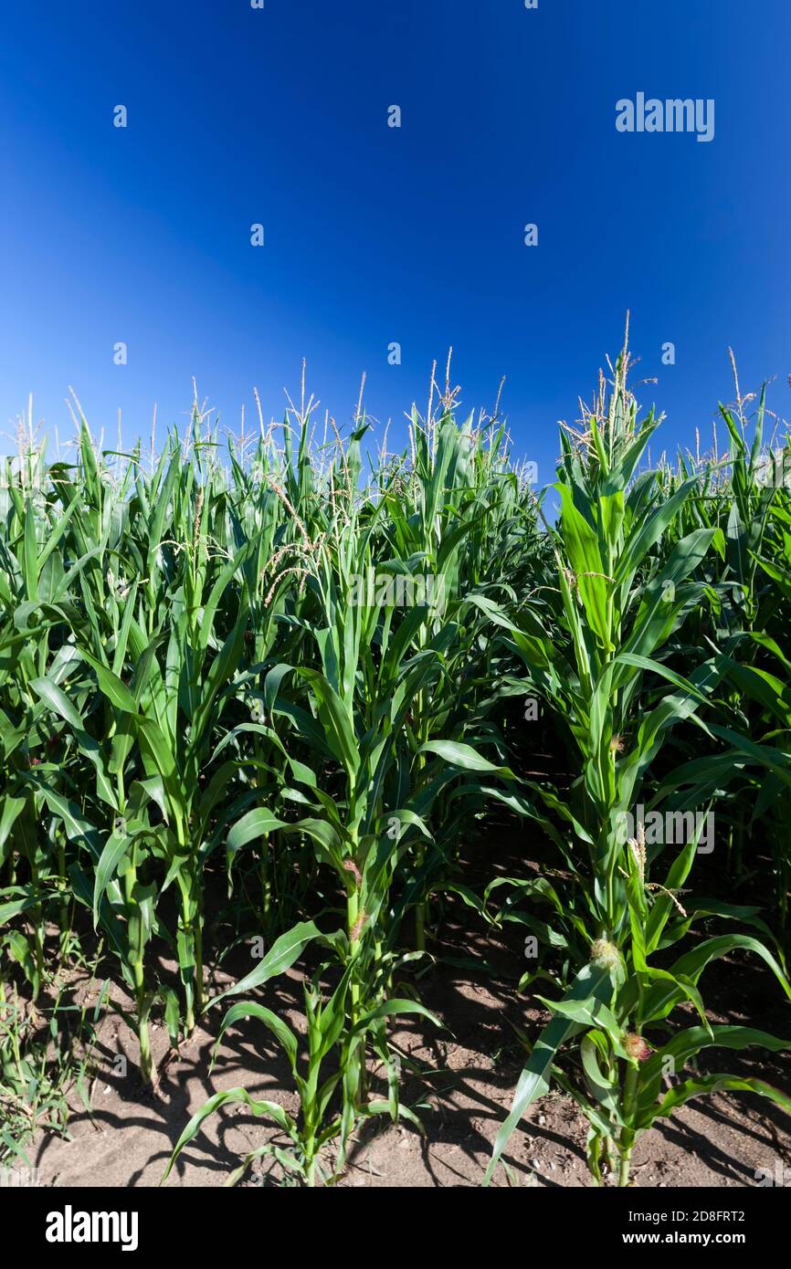 Growth and reproduction hi-res stock photography and images - Alamy