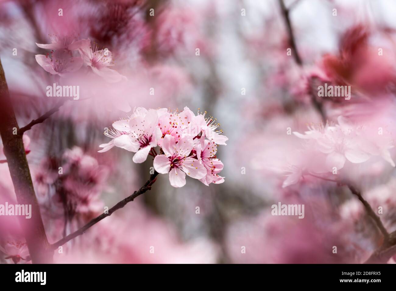 flowers of red cherry blossom Stock Photo - Alamy