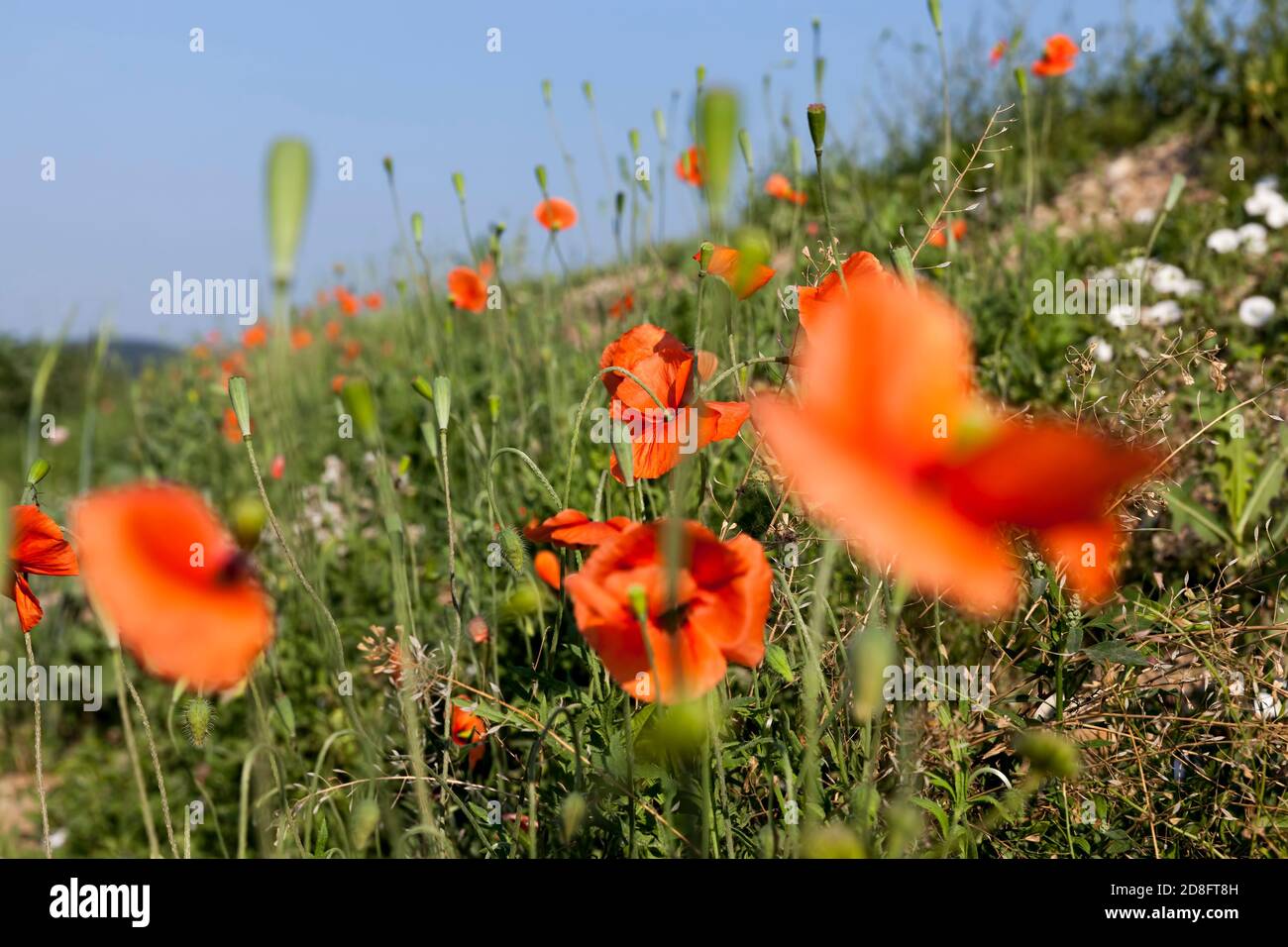 harvest of quality products and poppy weeds Stock Photo - Alamy