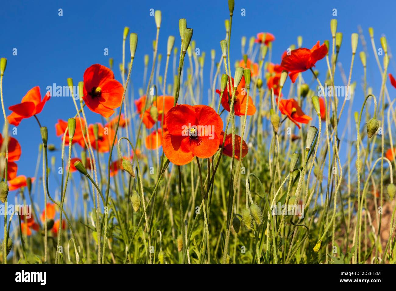 harvest of quality products and poppy weeds Stock Photo - Alamy