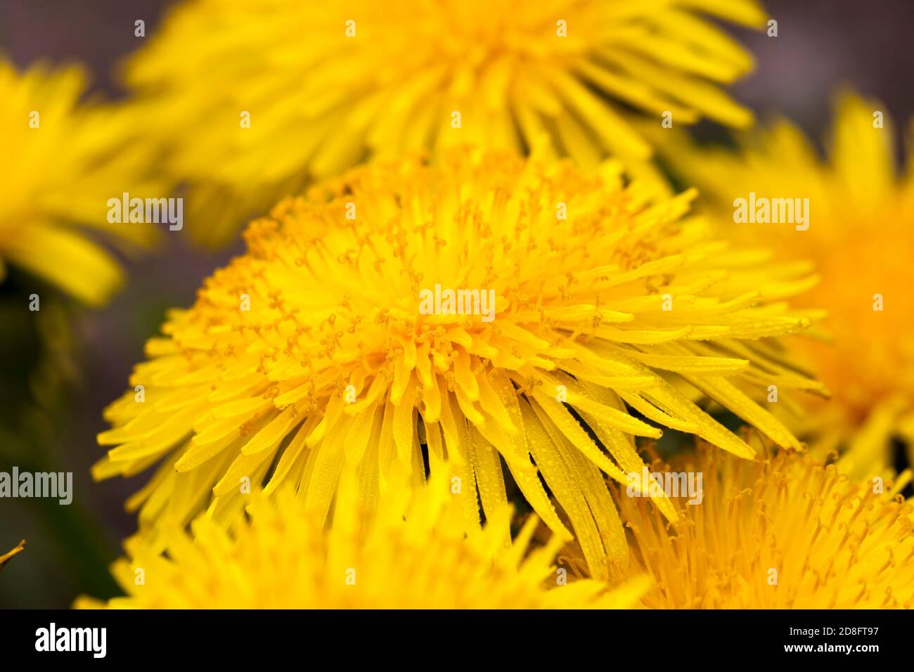 Beautiful yellow dandelions spring wildflowers hi-res stock photography ...