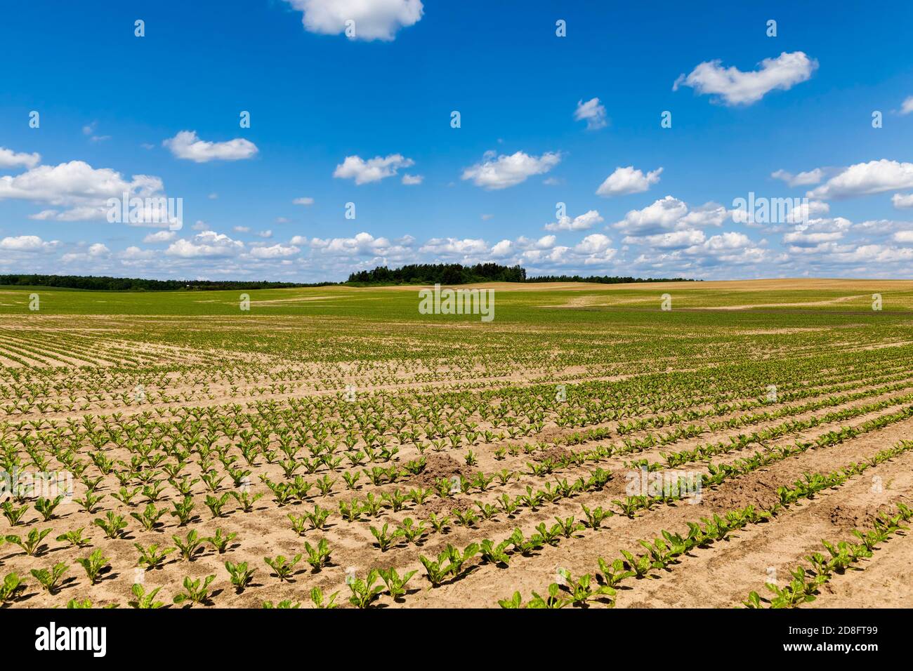 beets in the agricultural field Stock Photo - Alamy