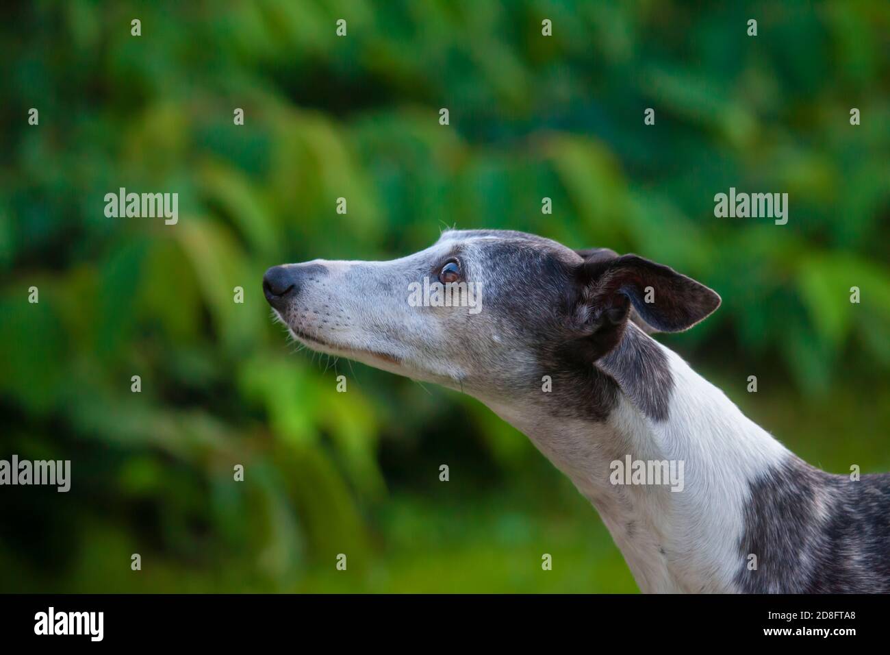 Small Greyhound Paying Attention for Food After Jumping Around Stock ...
