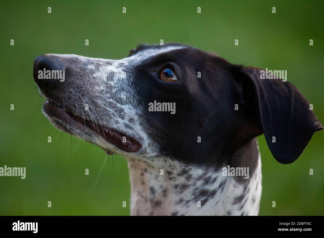 Small Black and Spottied on White Greyhound Paying Attention for Food ...