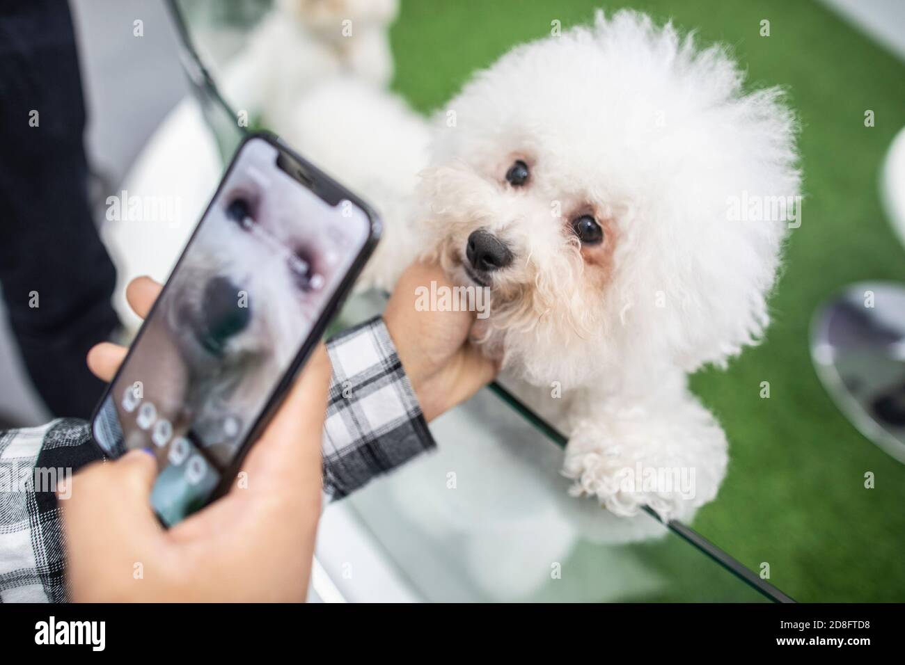 A person recognizes a dog by using dog nose print recognition ...