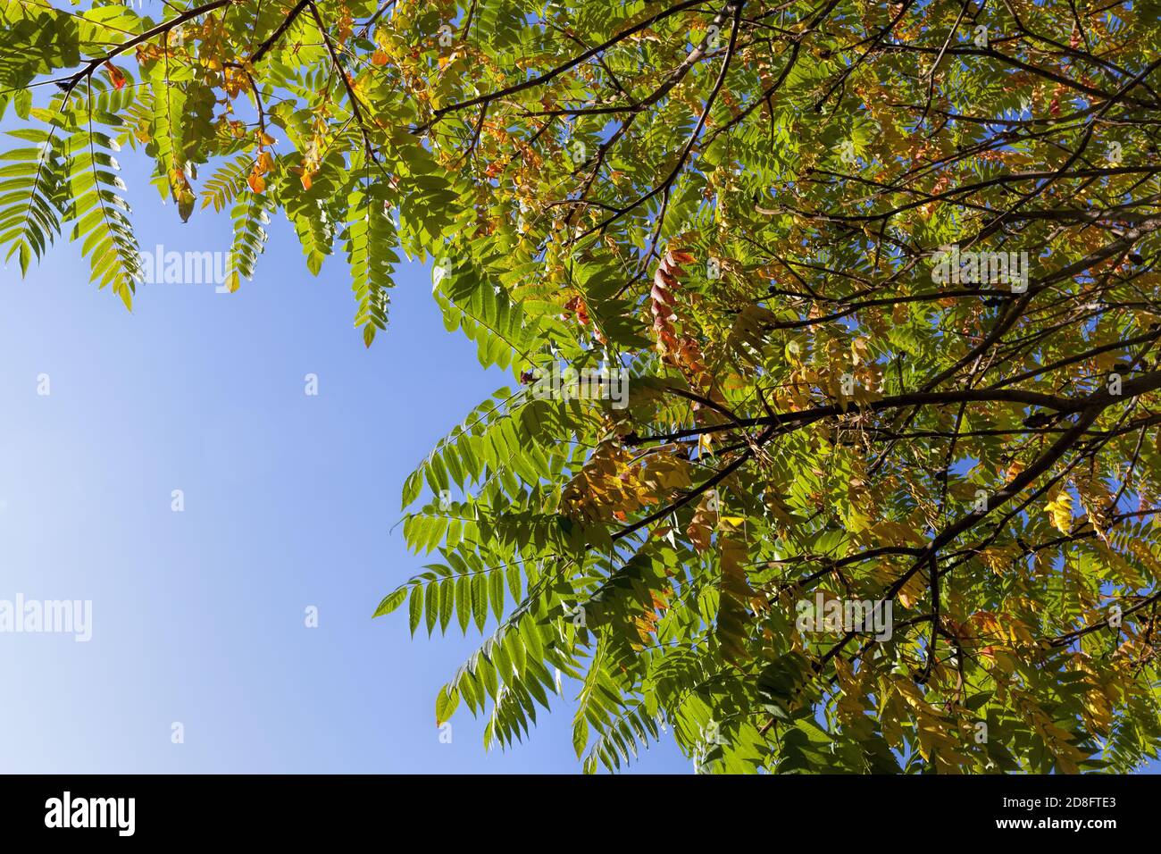 colorful trees in the forest in autumn Stock Photo - Alamy