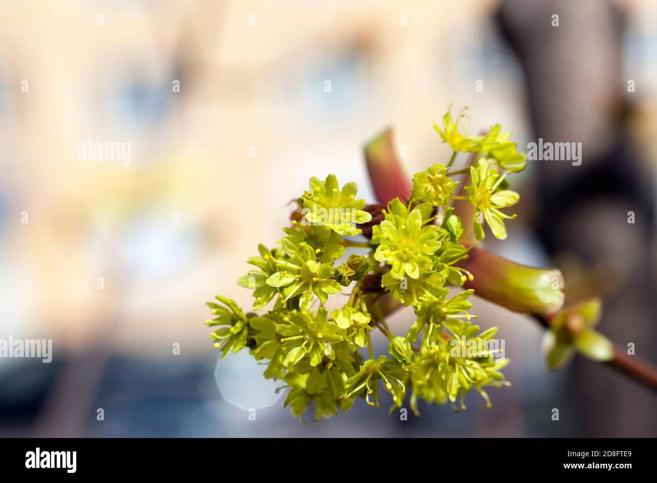 beautiful maple tree Stock Photo - Alamy