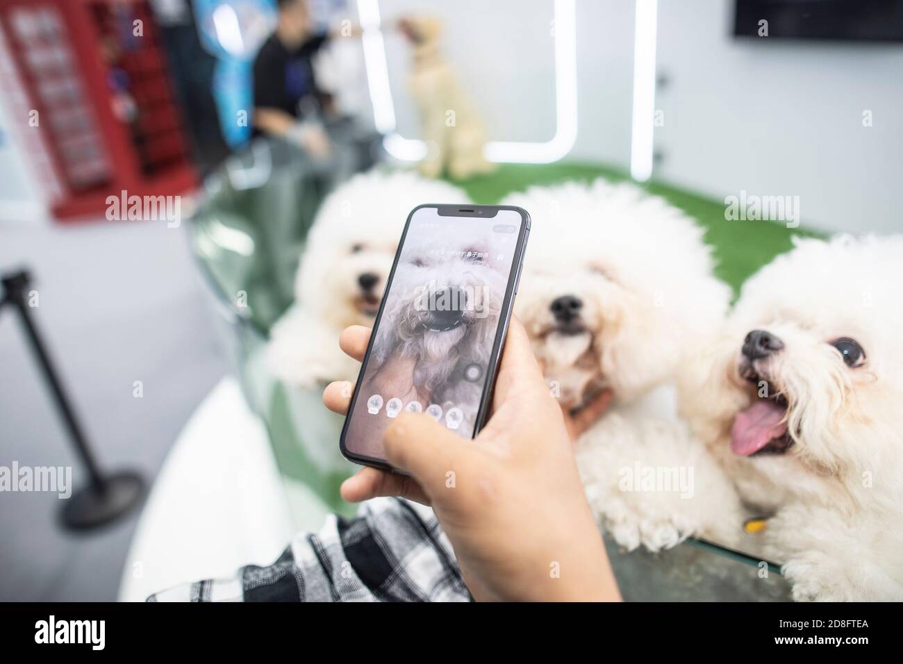 A person recognizes a dog by using dog nose print recognition ...