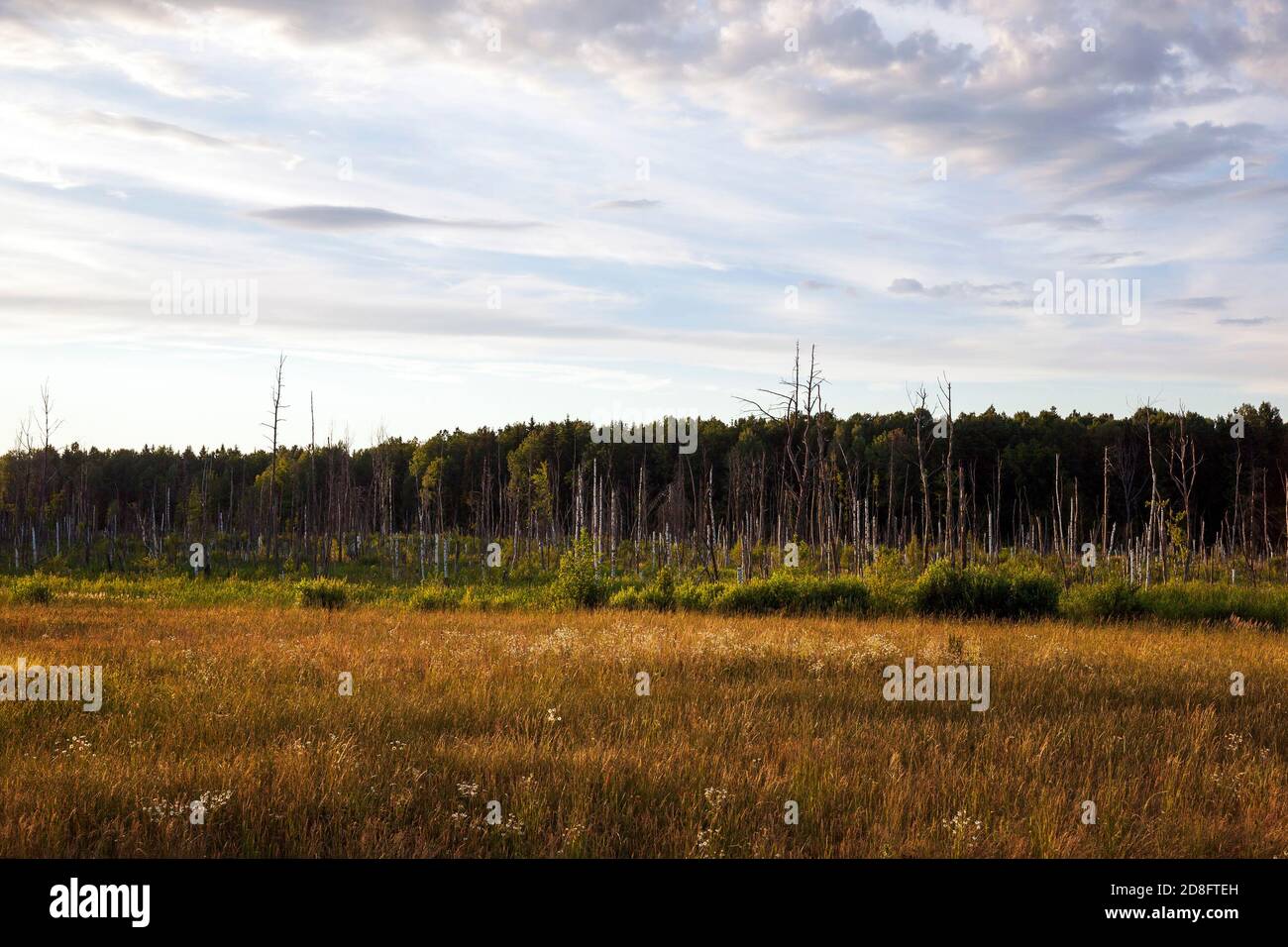 Rotting part of tree hi-res stock photography and images - Alamy