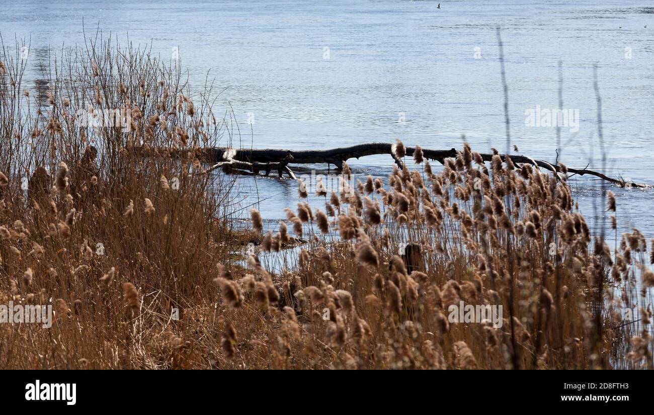 Dark pond of water plants hi-res stock photography and images - Alamy
