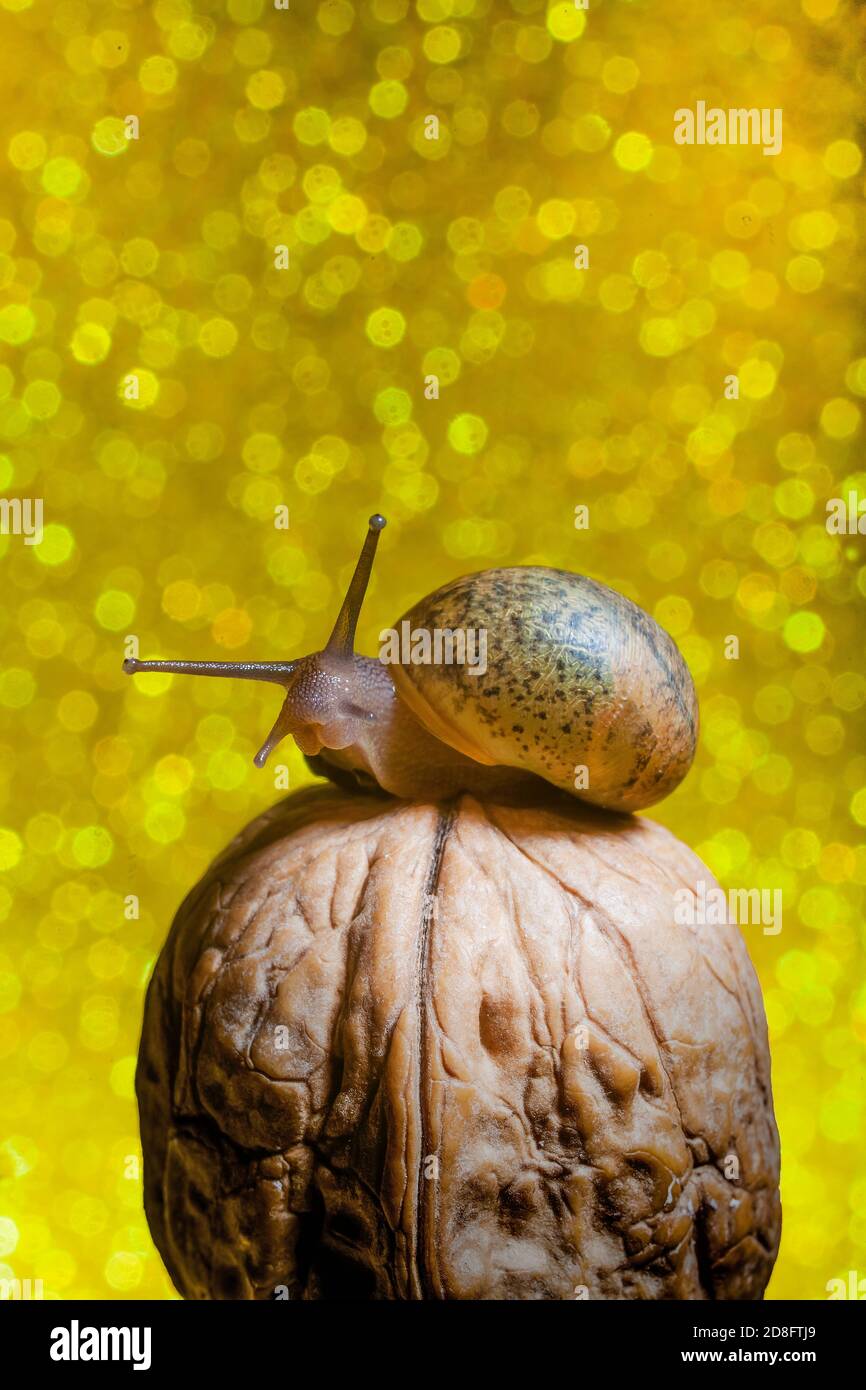 Snail on the Top of the Nut on Golden Bokeh Background Stock Photo - Alamy