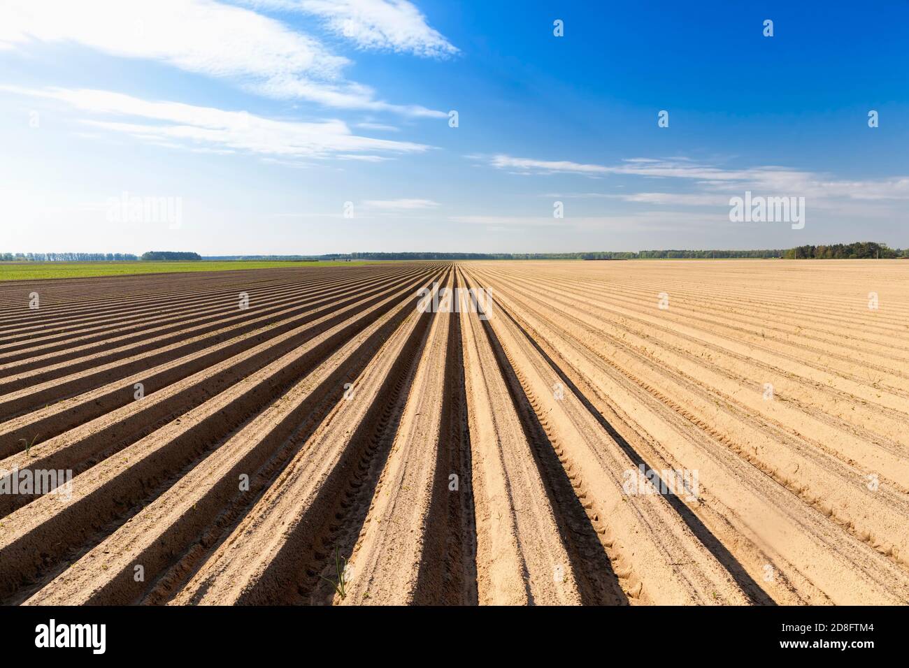 agricultural field with plants Stock Photo - Alamy
