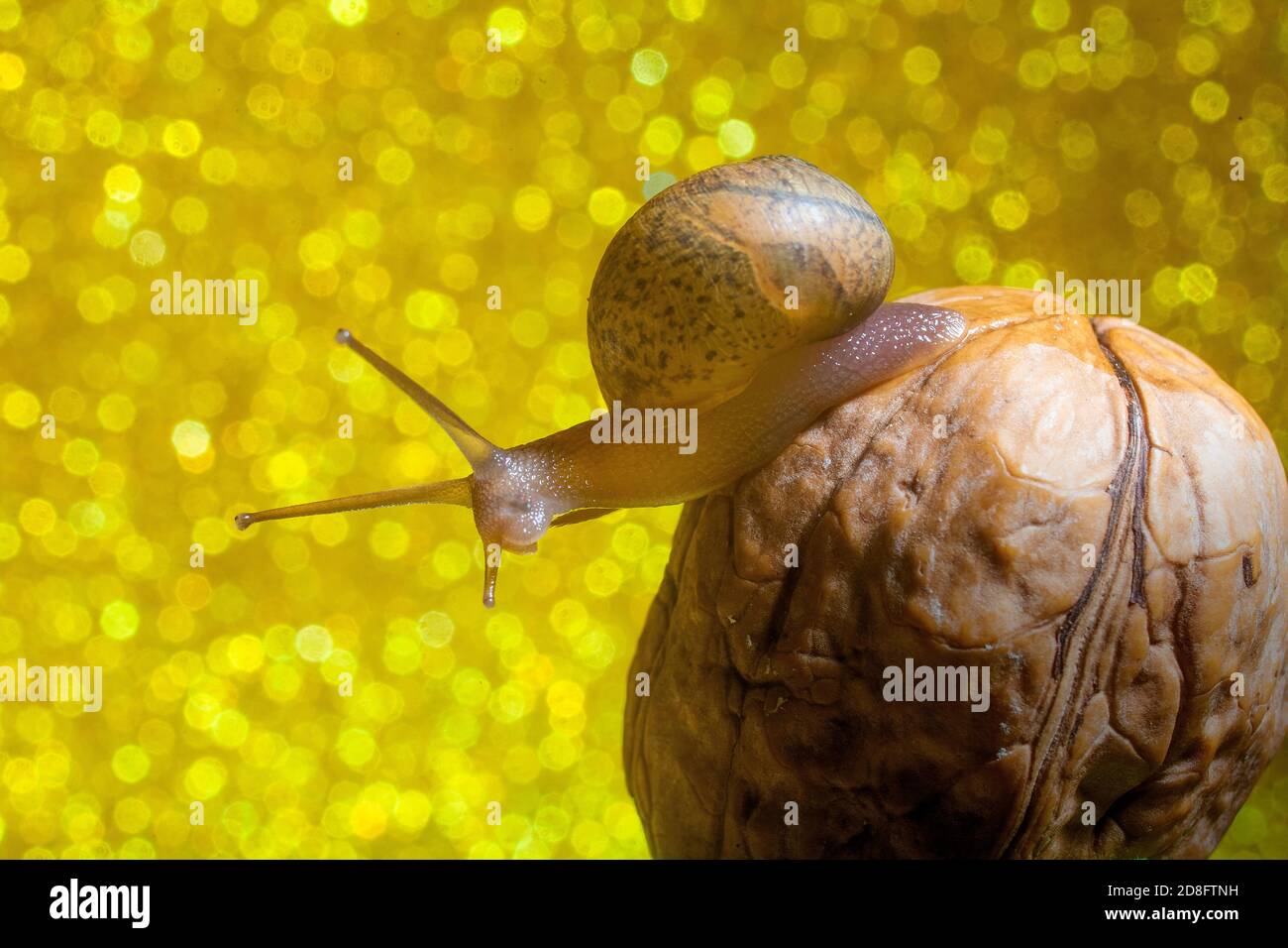 Snail on the Top of the Nut From Side on Golden Bokeh Background Stock ...