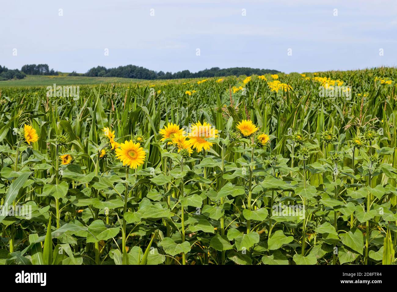 two agricultural crops together Stock Photo - Alamy