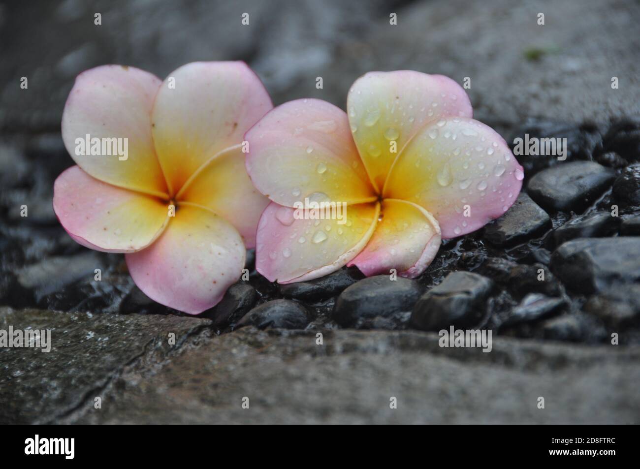 Aloha flower hi-res stock photography and images - Alamy
