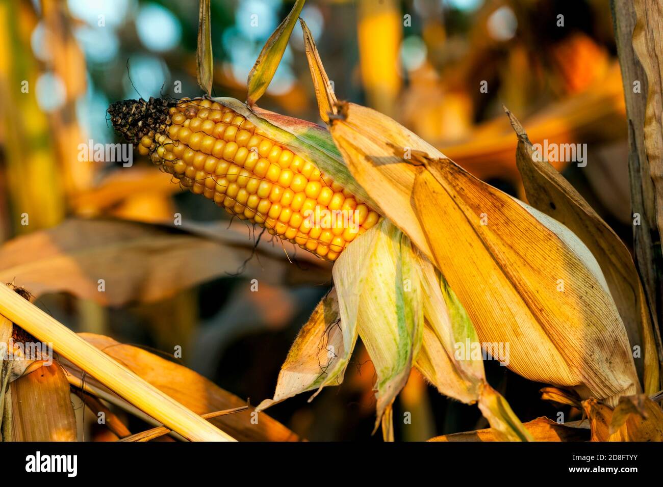 Lost crop hi-res stock photography and images - Alamy