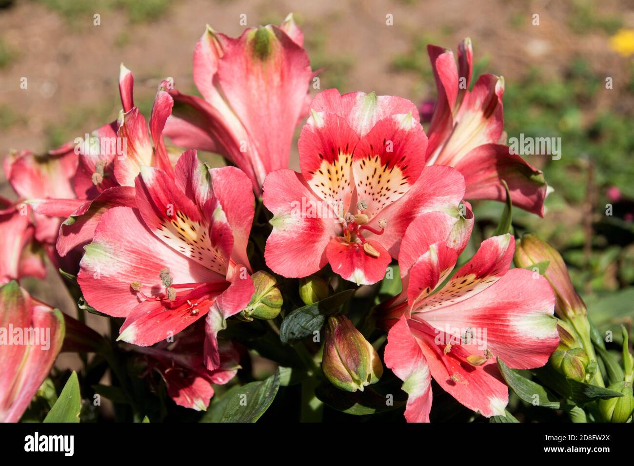 Inca lily hi-res stock photography and images - Alamy
