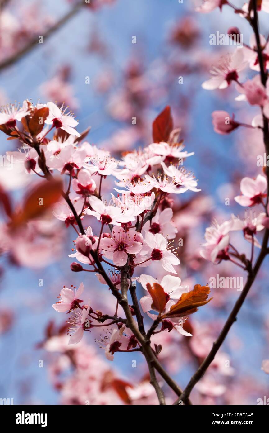 Solitary cherry blossom tree hi-res stock photography and images - Alamy