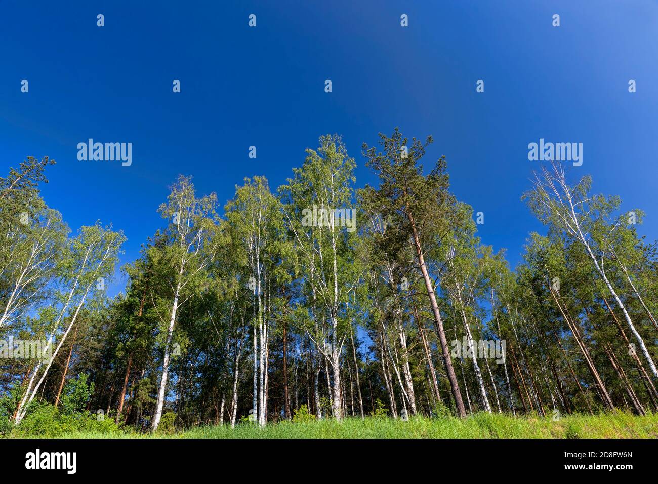 real nature with trees Stock Photo - Alamy