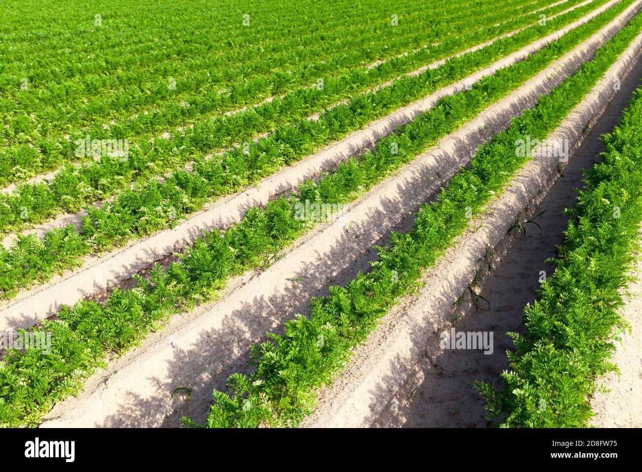 agricultural field with furrows Stock Photo - Alamy