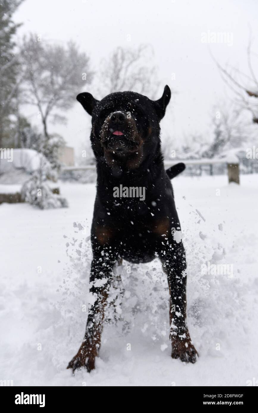 Rottweiler winter hi-res stock photography and images - Alamy