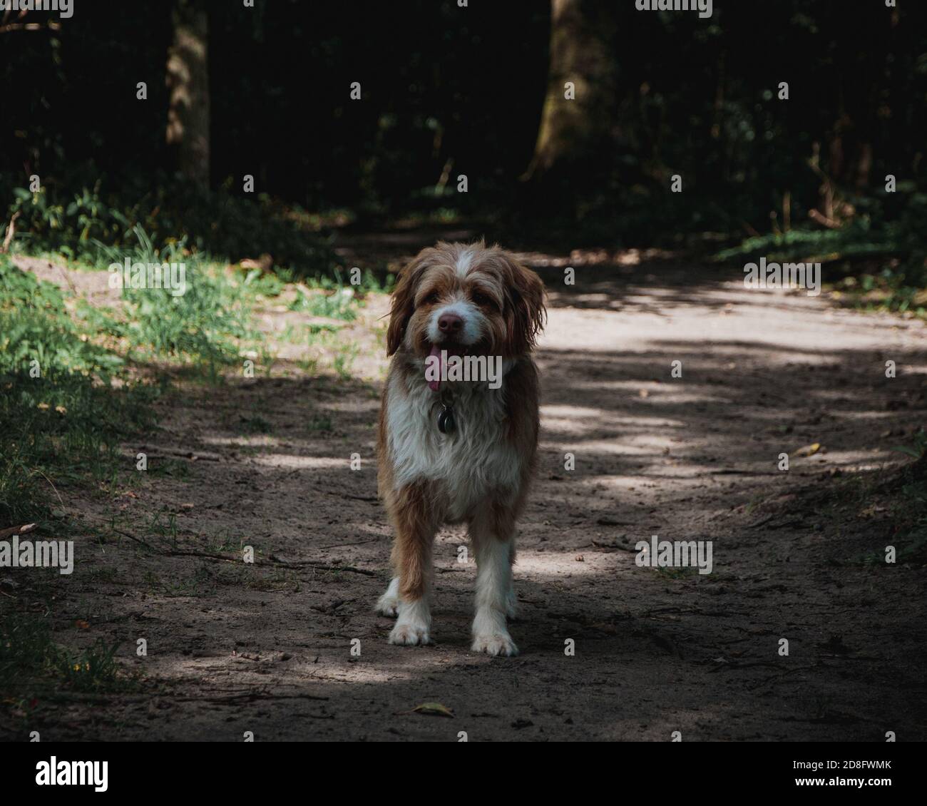 Cute little dog walking playfully on the field Stock Photo - Alamy