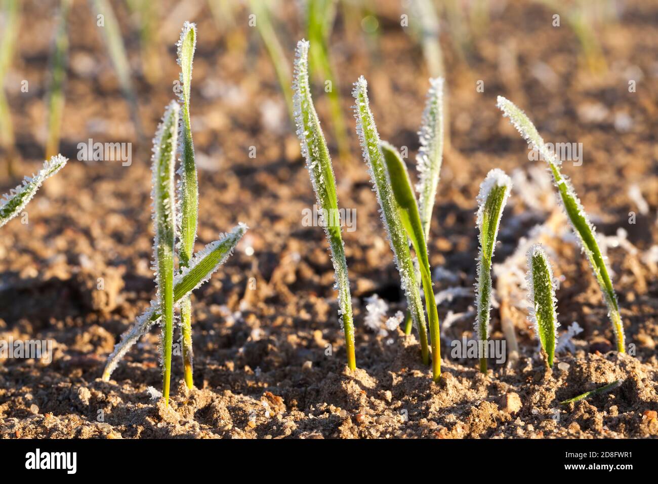 Little wheat grass hi-res stock photography and images - Alamy