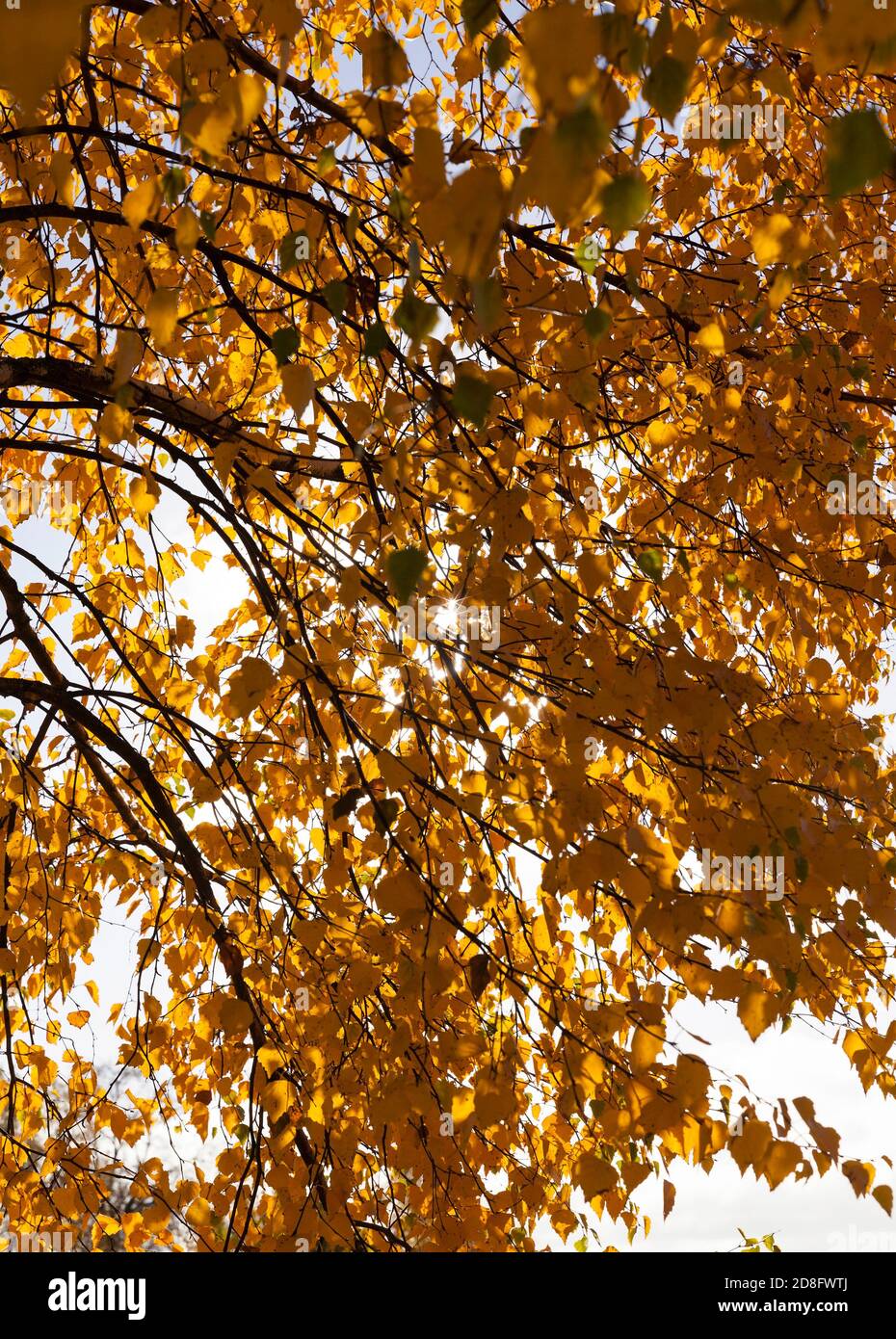 Goldcolor hi-res stock photography and images - Alamy