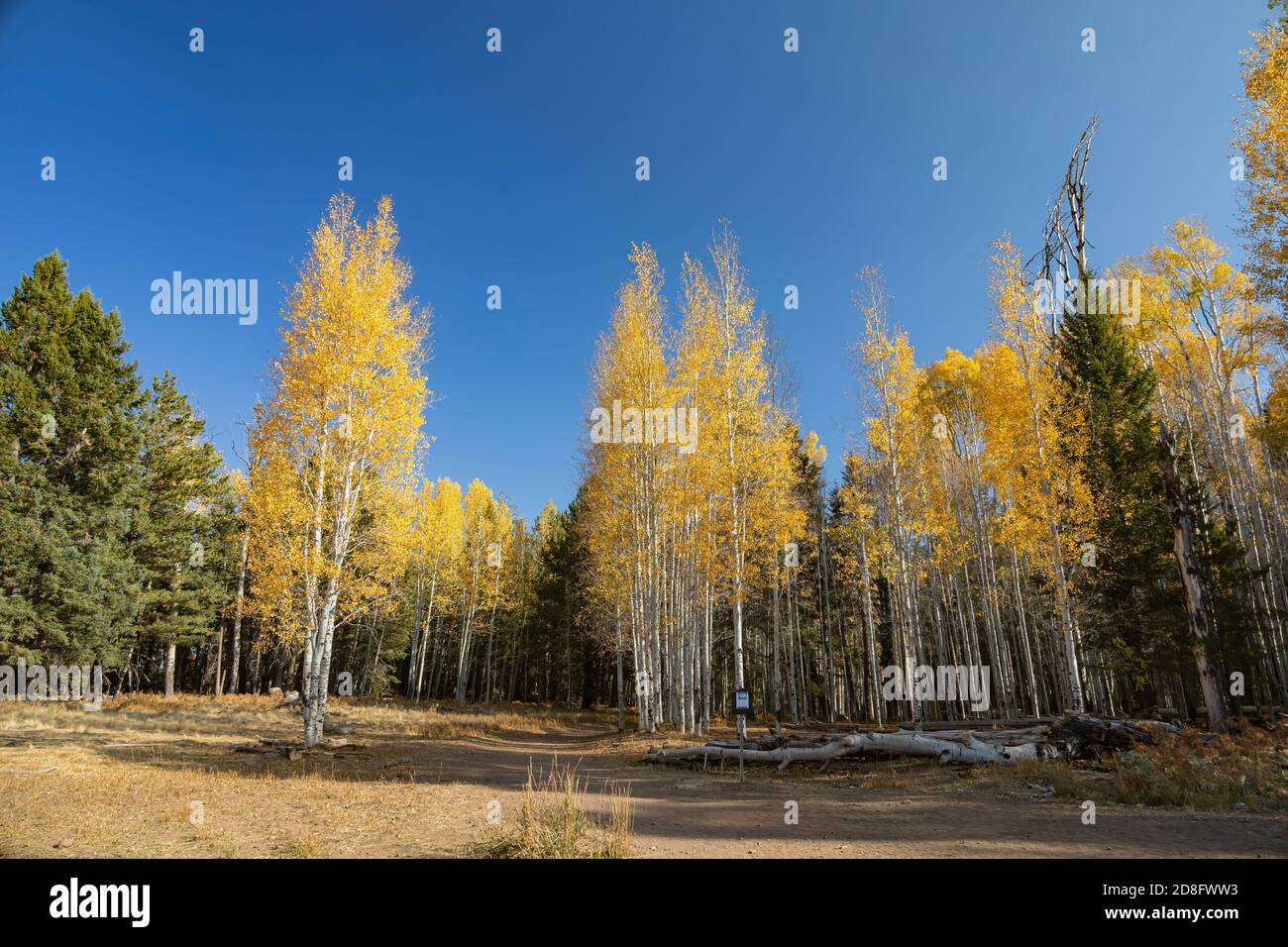 Beautiful fall color around the famous Arizona Snowbowl near Flagstaff ...