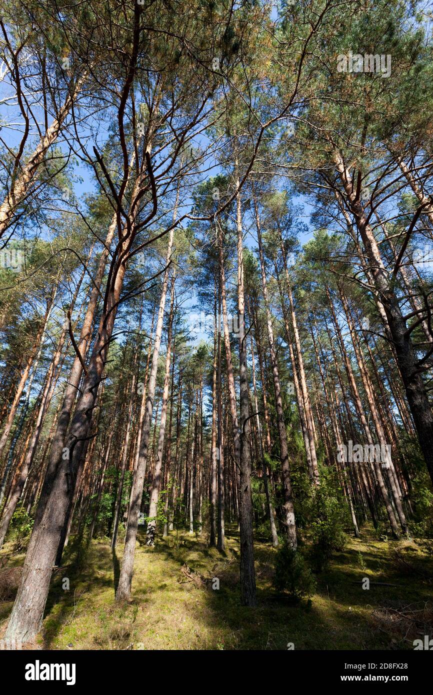 mixed forest in the autumn season Stock Photo - Alamy