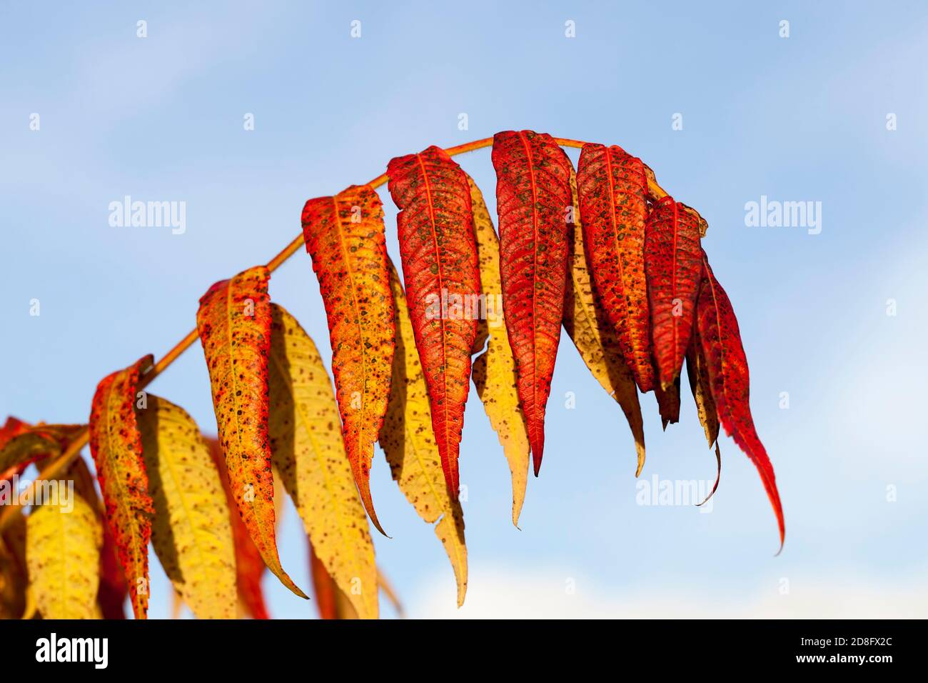 autumn tree with foliage changed color in the autumn season Stock Photo ...