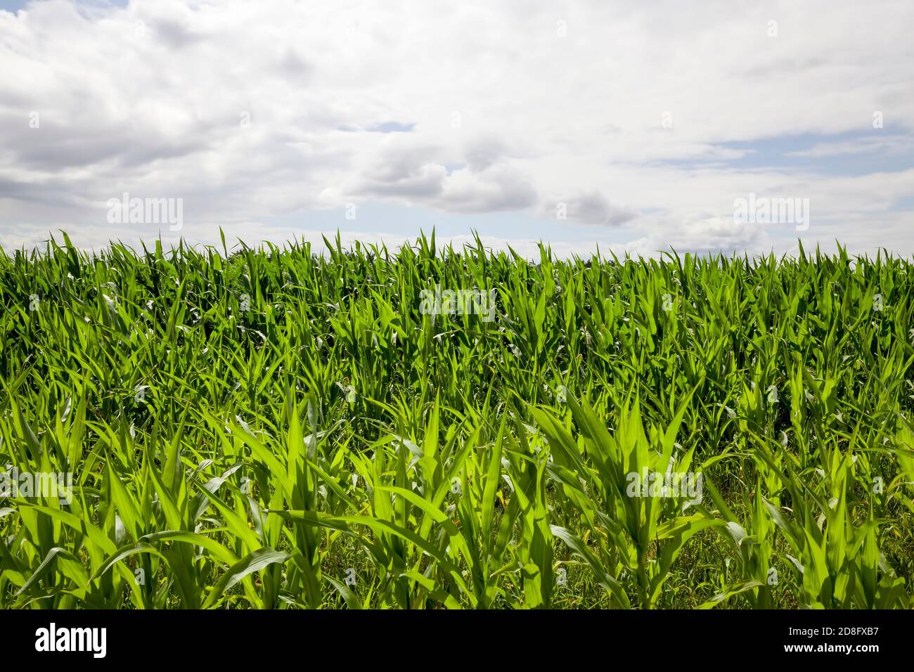 cultivation of sweet corn Stock Photo - Alamy