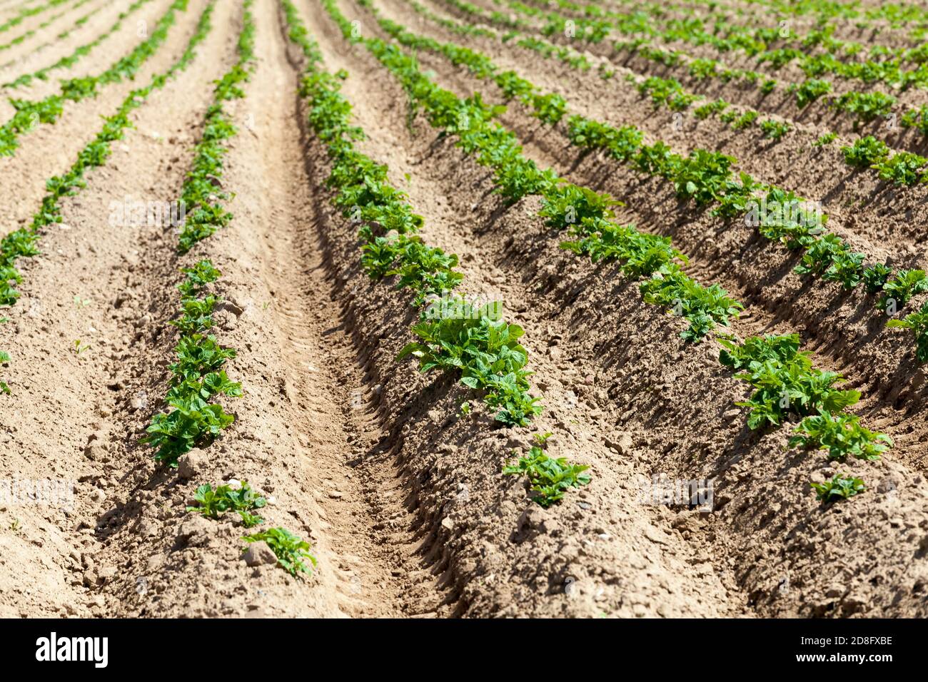 potatoes are grown on an agricultural field Stock Photo - Alamy
