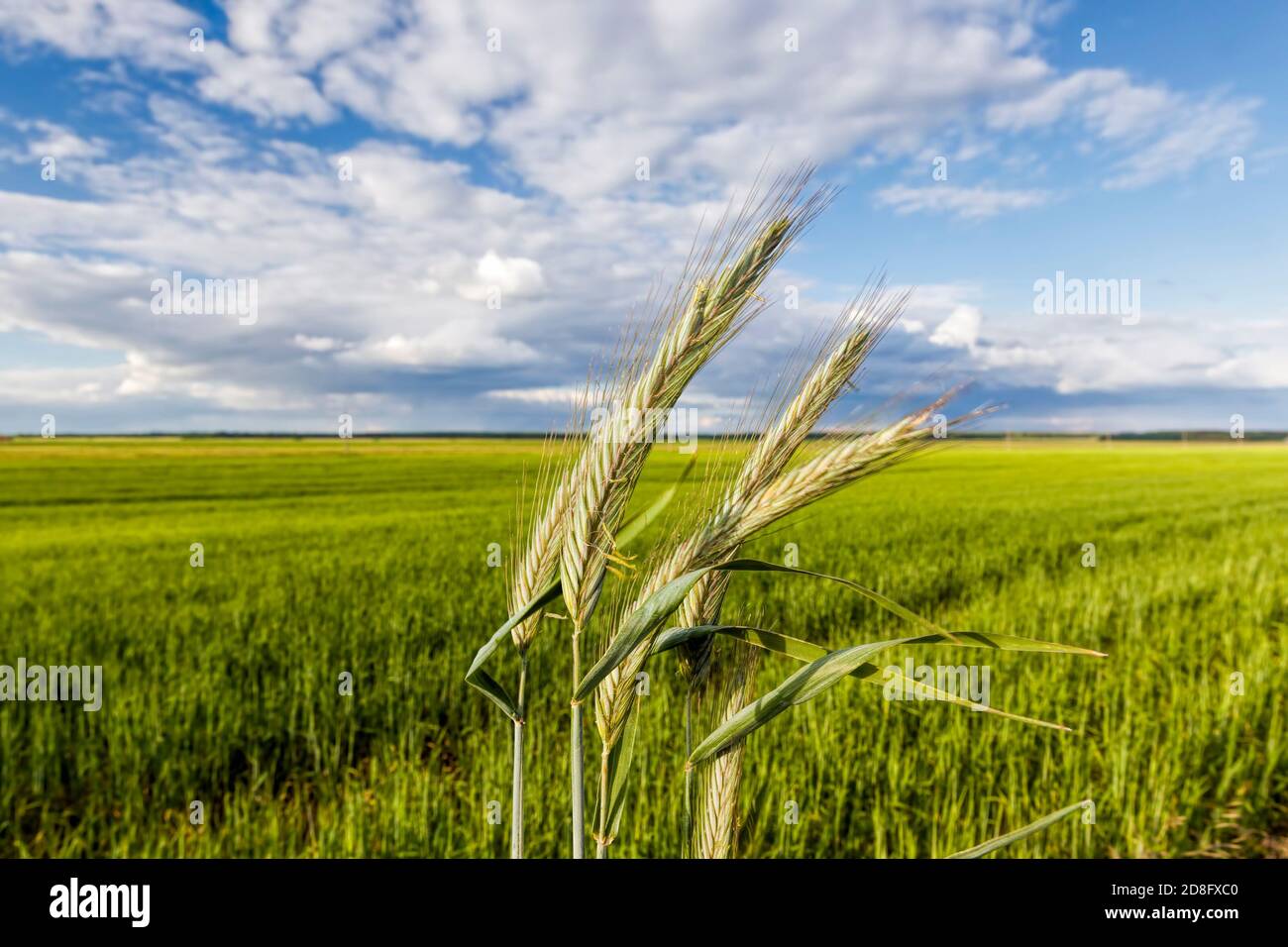 Agriculture activities hi-res stock photography and images - Alamy