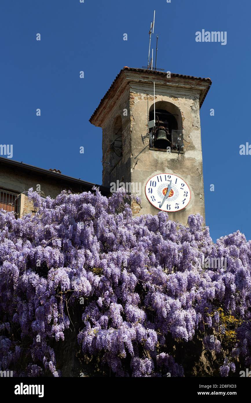 Capriolo (Bs),fiori di glicine e campanile di una chiesa Stock Photo ...