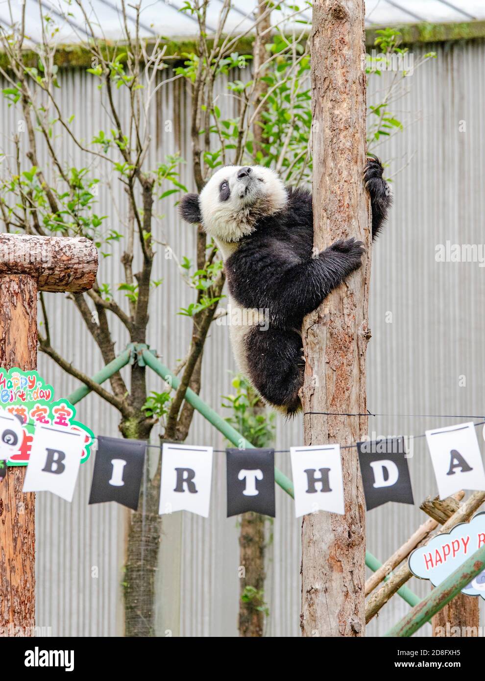 14 baby pandas born in 2019 celebrated their birthday together at the ...