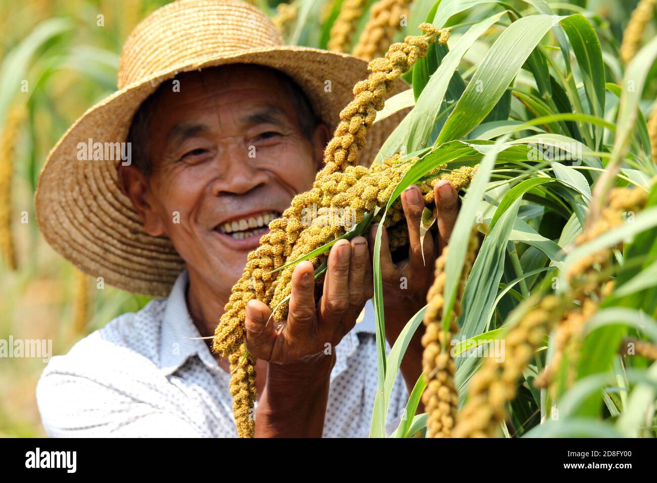 Reaping crops hi-res stock photography and images - Alamy