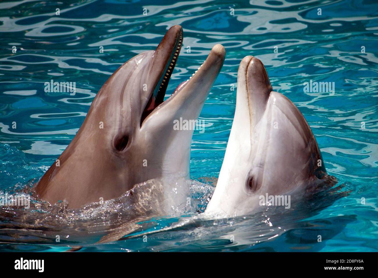 Dolphin Teeth High Resolution Stock Photography and Images - Alamy
