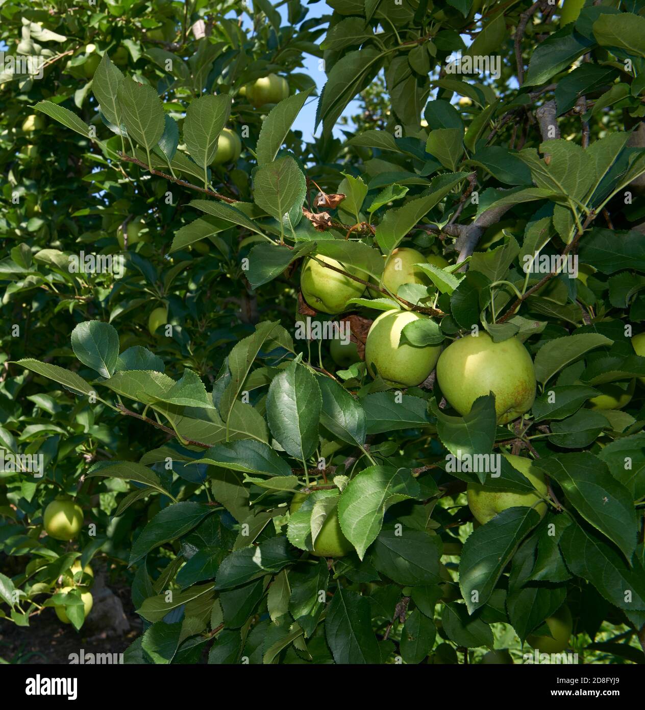 Val d'Adige (Bz), Italy,apple cultivation Stock Photo - Alamy