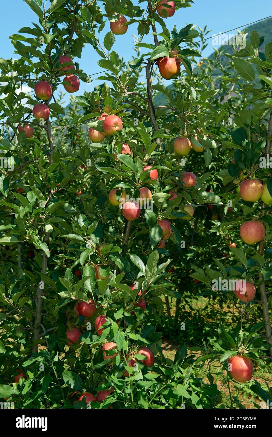Val d'Adige (Bz), Italy,apple cultivation Stock Photo - Alamy