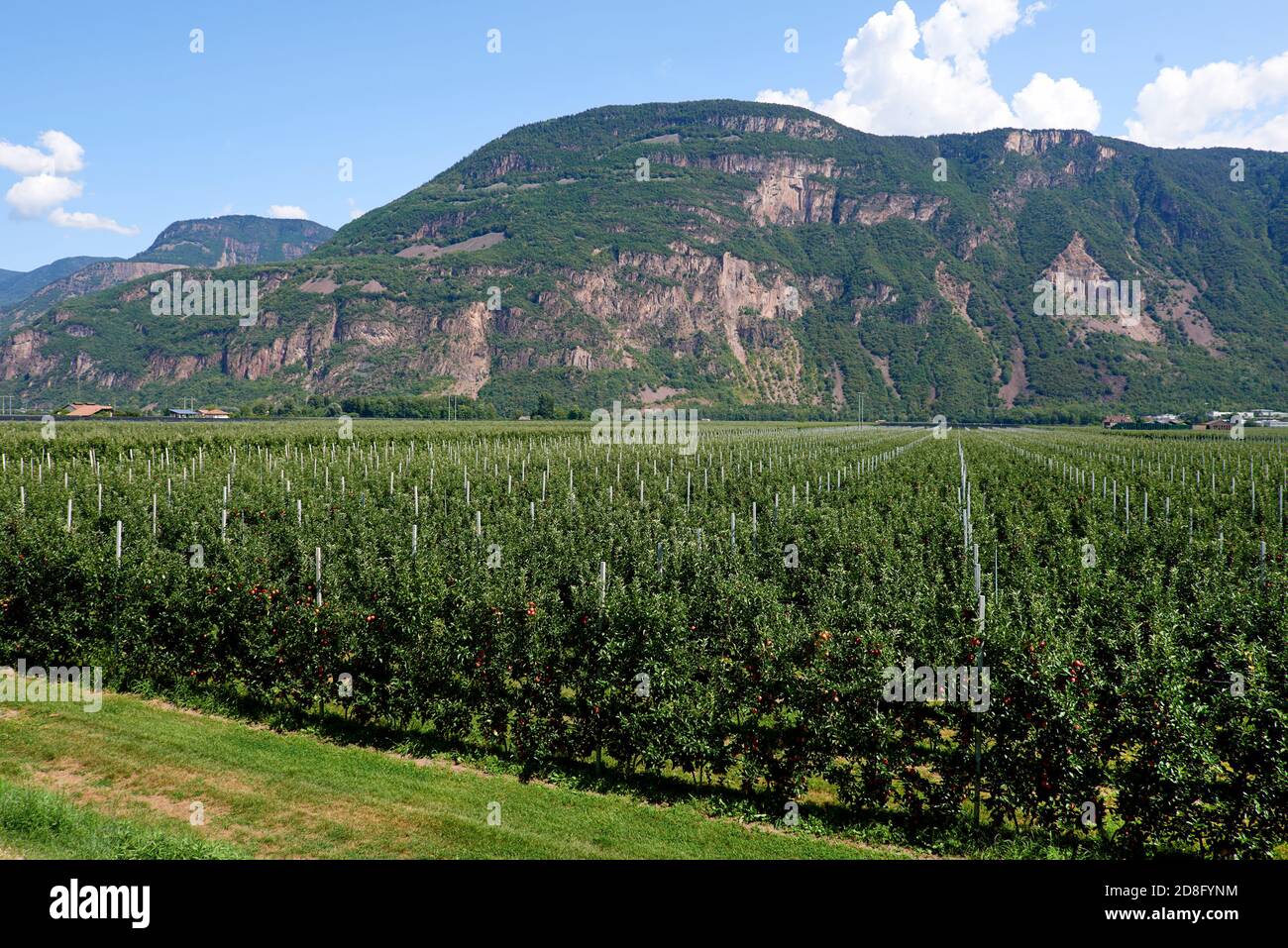 Val d'Adige (Bz), Italy,apple cultivation Stock Photo - Alamy