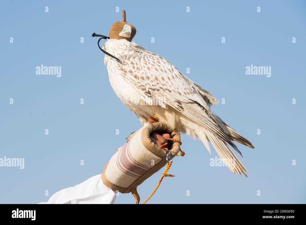 Falconry – Traditional sport of the UAE and heritage symbol Stock Photo ...
