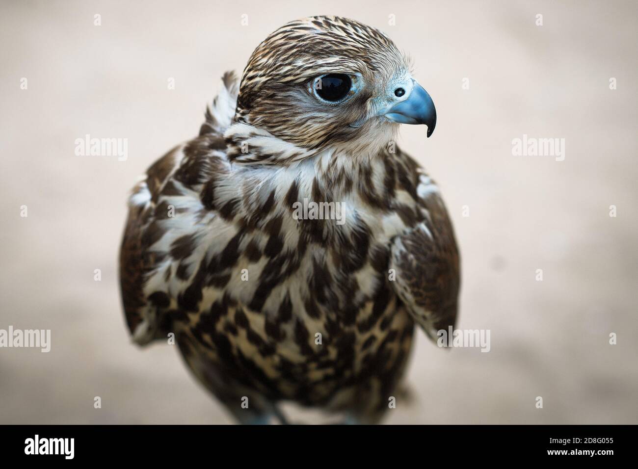 Falconry – Traditional sport of the UAE and heritage symbol Stock Photo ...