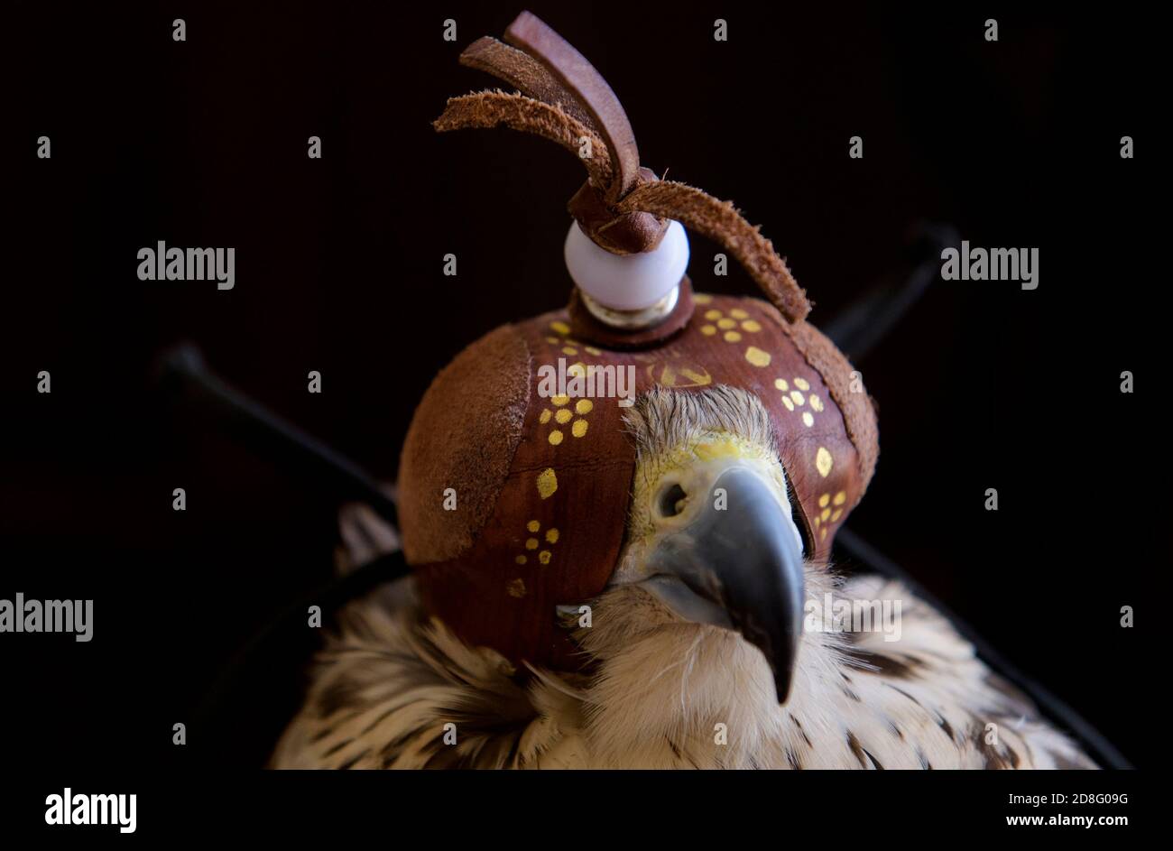 Falconry United Arab Emirates (UAE Stock Photo - Alamy
