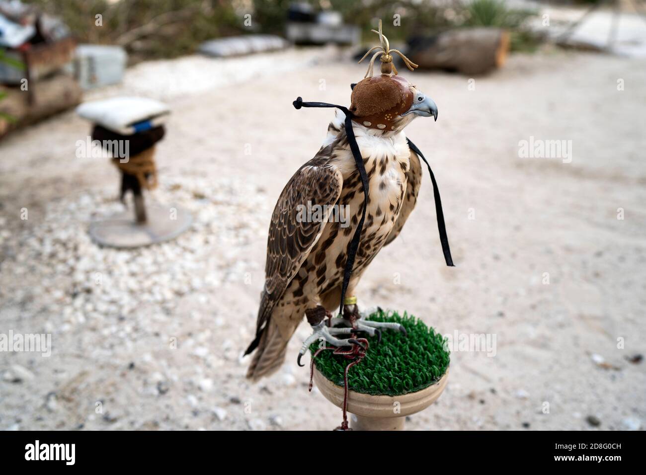 Falconry United Arab Emirates (UAE Stock Photo - Alamy