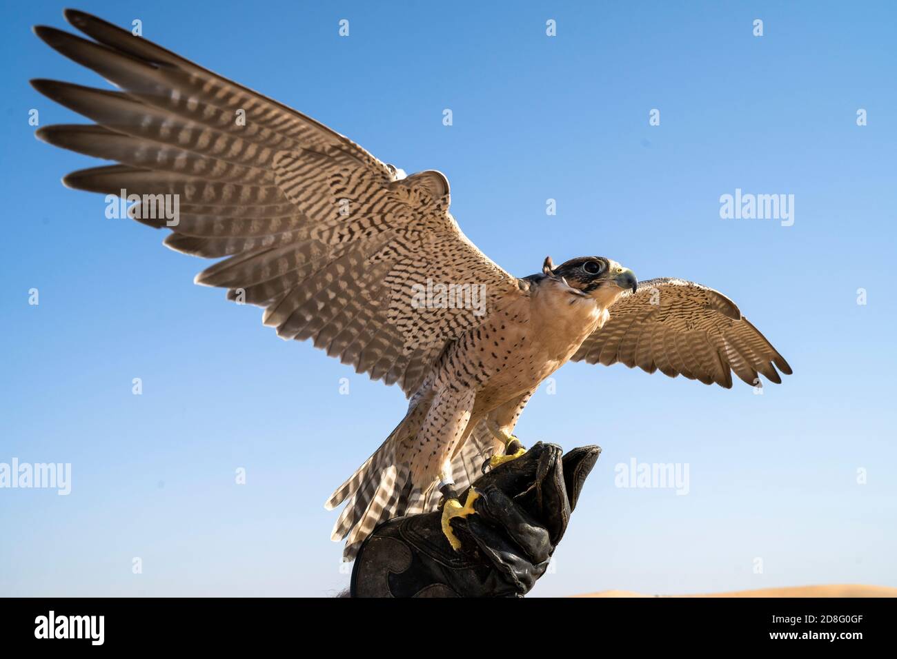 Falconry – Traditional sport of the UAE and heritage symbol Stock Photo ...